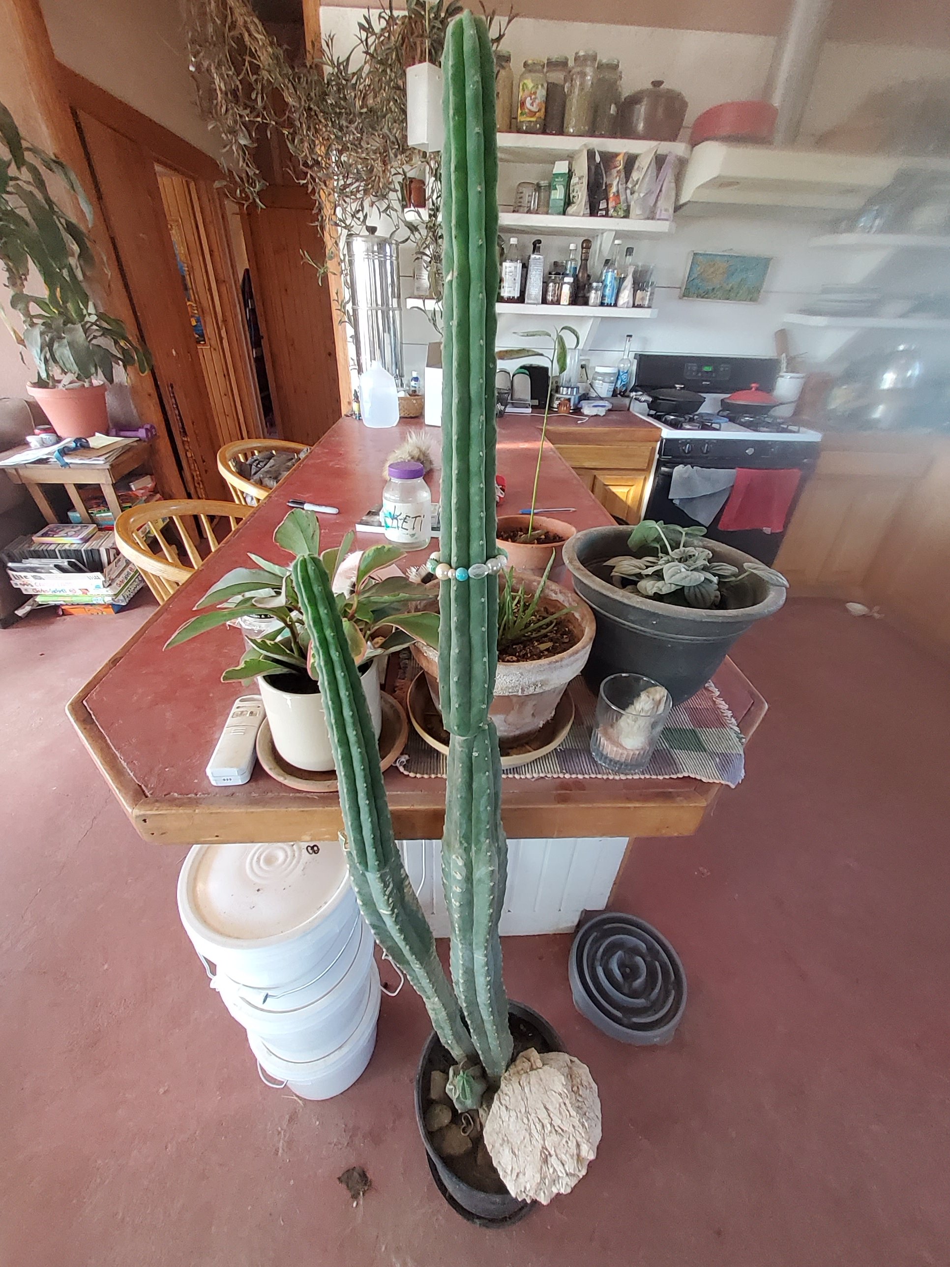 20241216_105558.jpg | DMT-Nexus forum